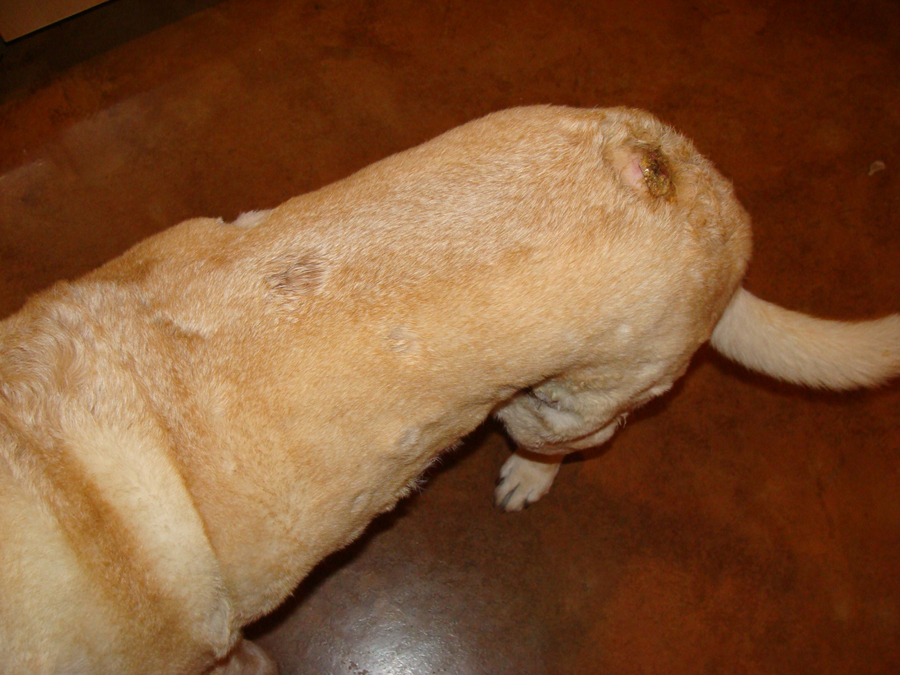 Golf Ball Sized Lump Under Skin at Emery Espinosa blog